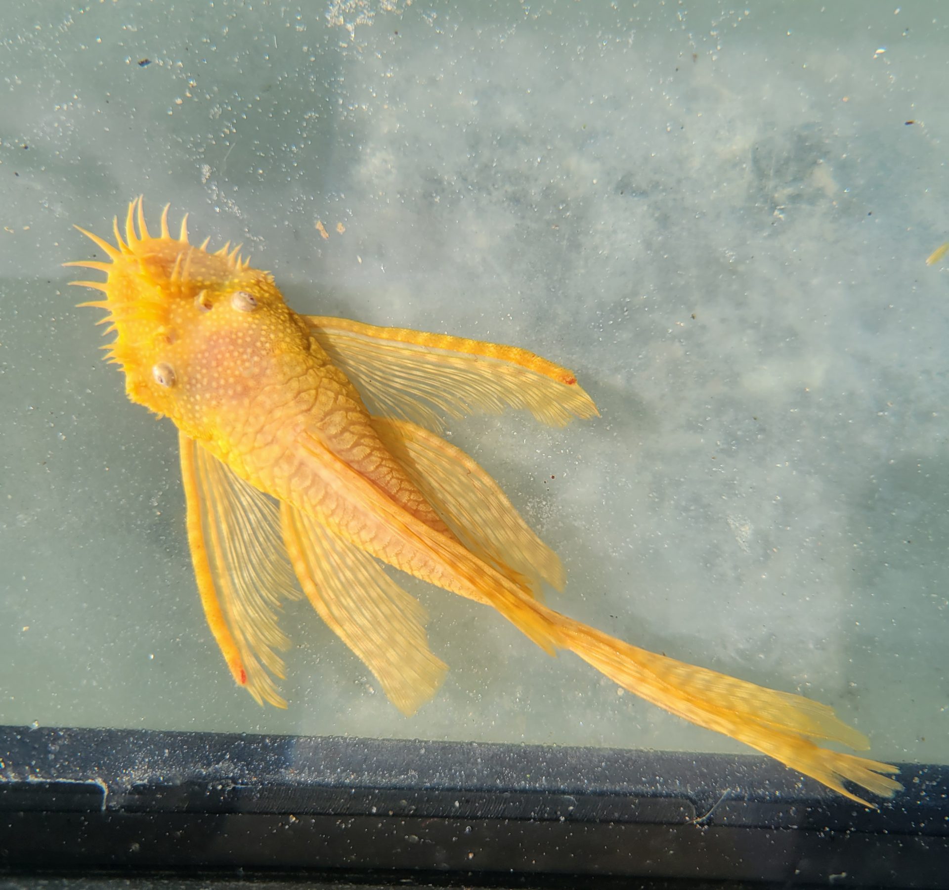 Long-Fin Albino Bushynose Pleco - Ancistrus sp. - Buy Live Fish online ...