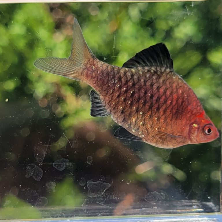 Barbs - Buy Live Fish online | Online Fish Store - Quinn's Fins