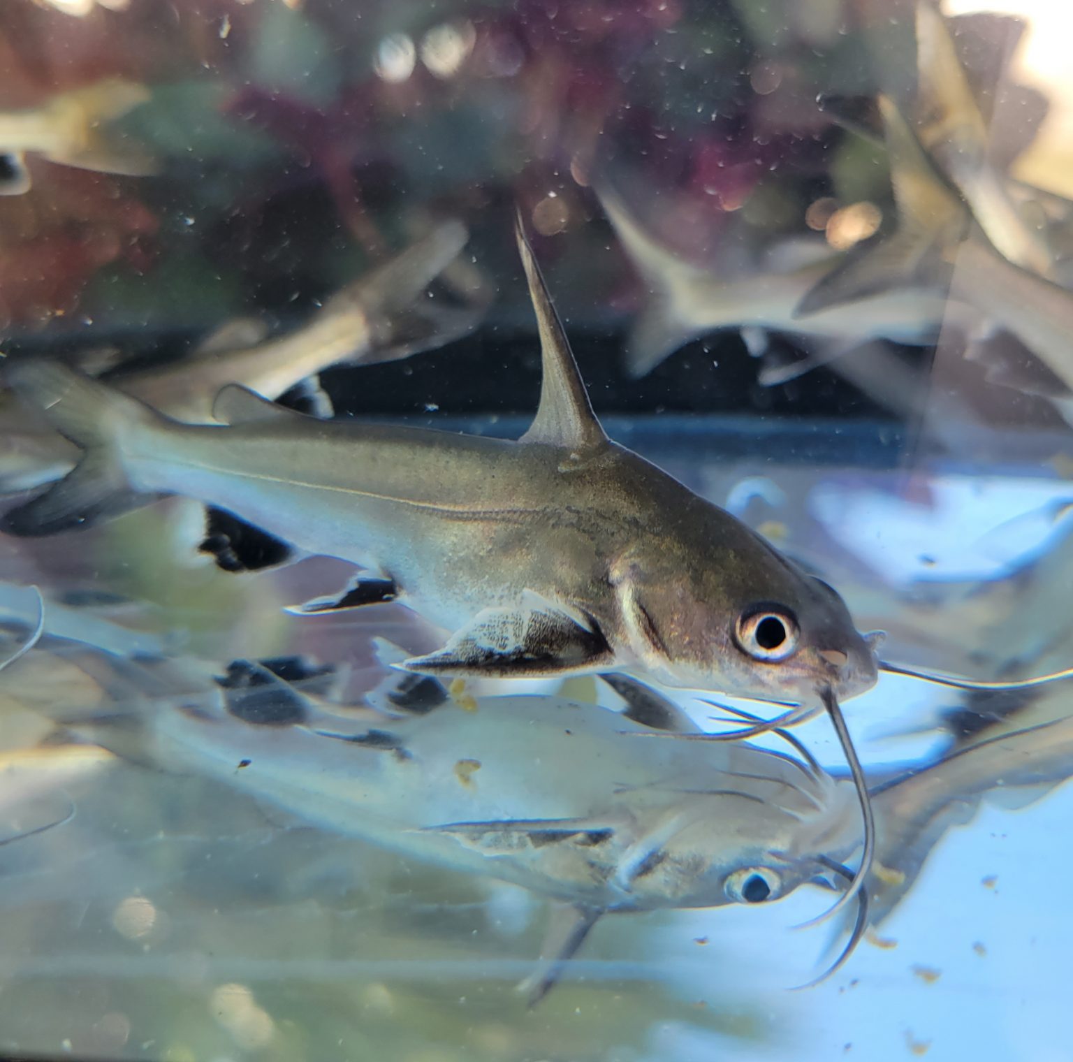 Columbian Shark Catfish - Ariopsis seemanni - Buy Live Fish online ...