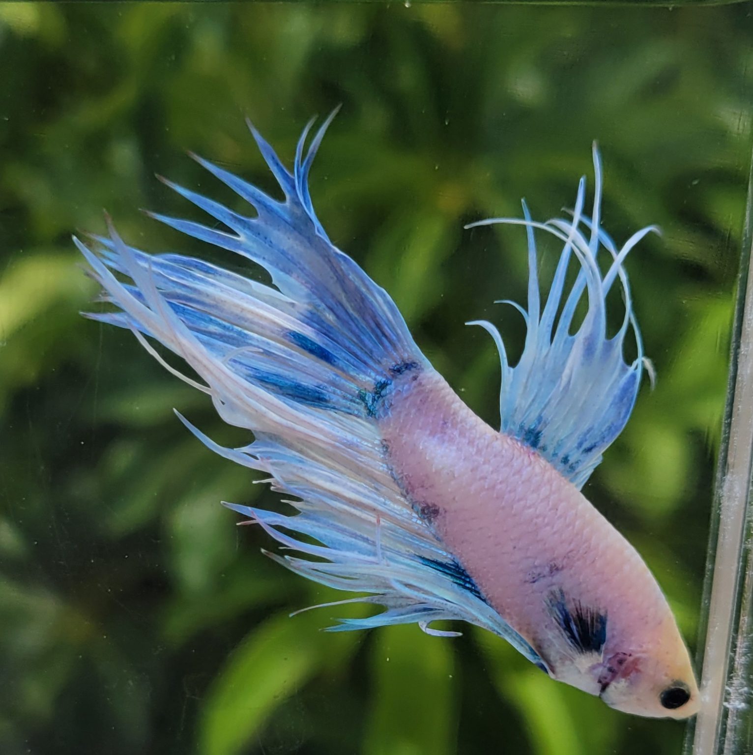 Gouramis Archives - Buy Live Fish online | Online Fish Store - Quinn's Fins