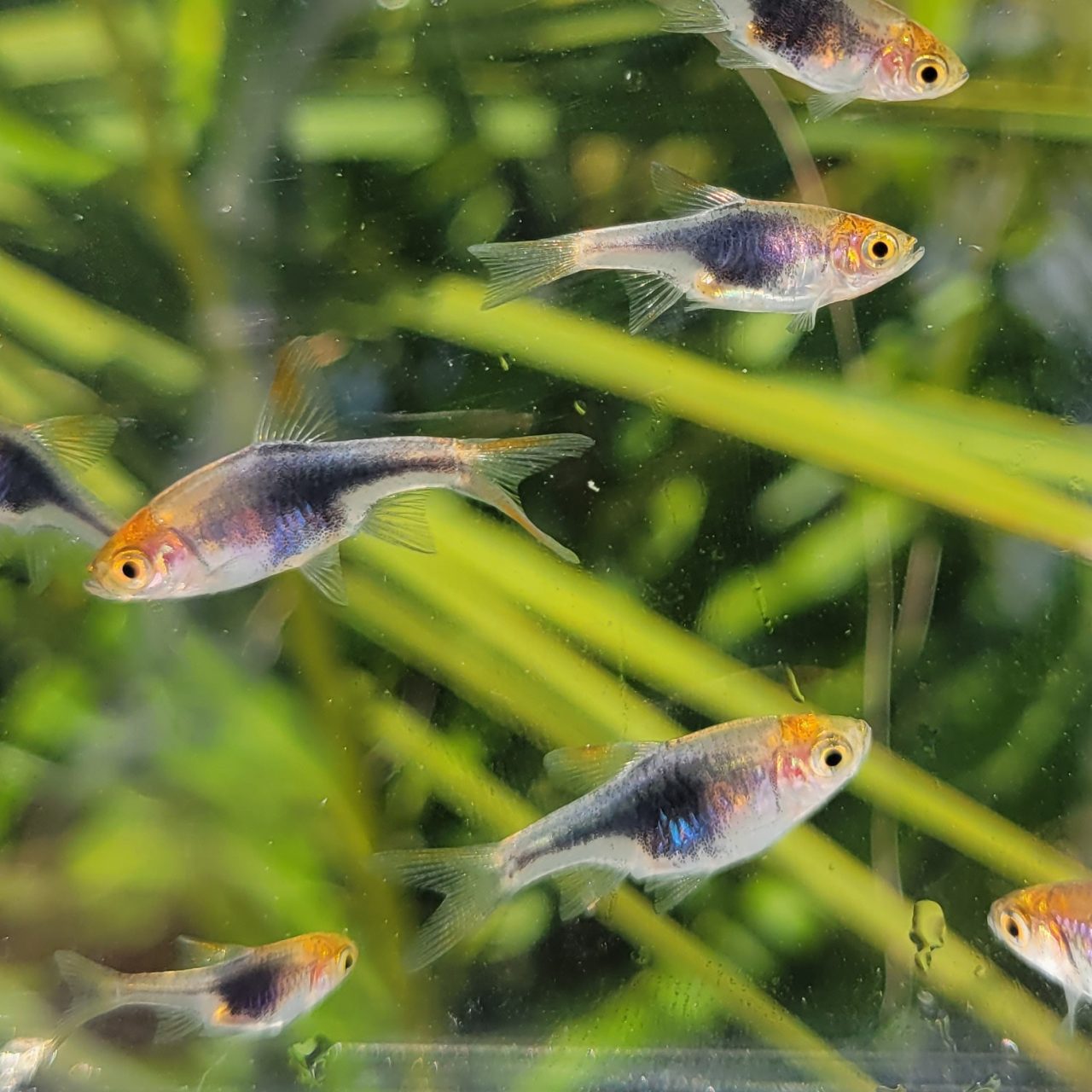 Rasboras - Buy Live Fish online | Online Fish Store - Quinn's Fins
