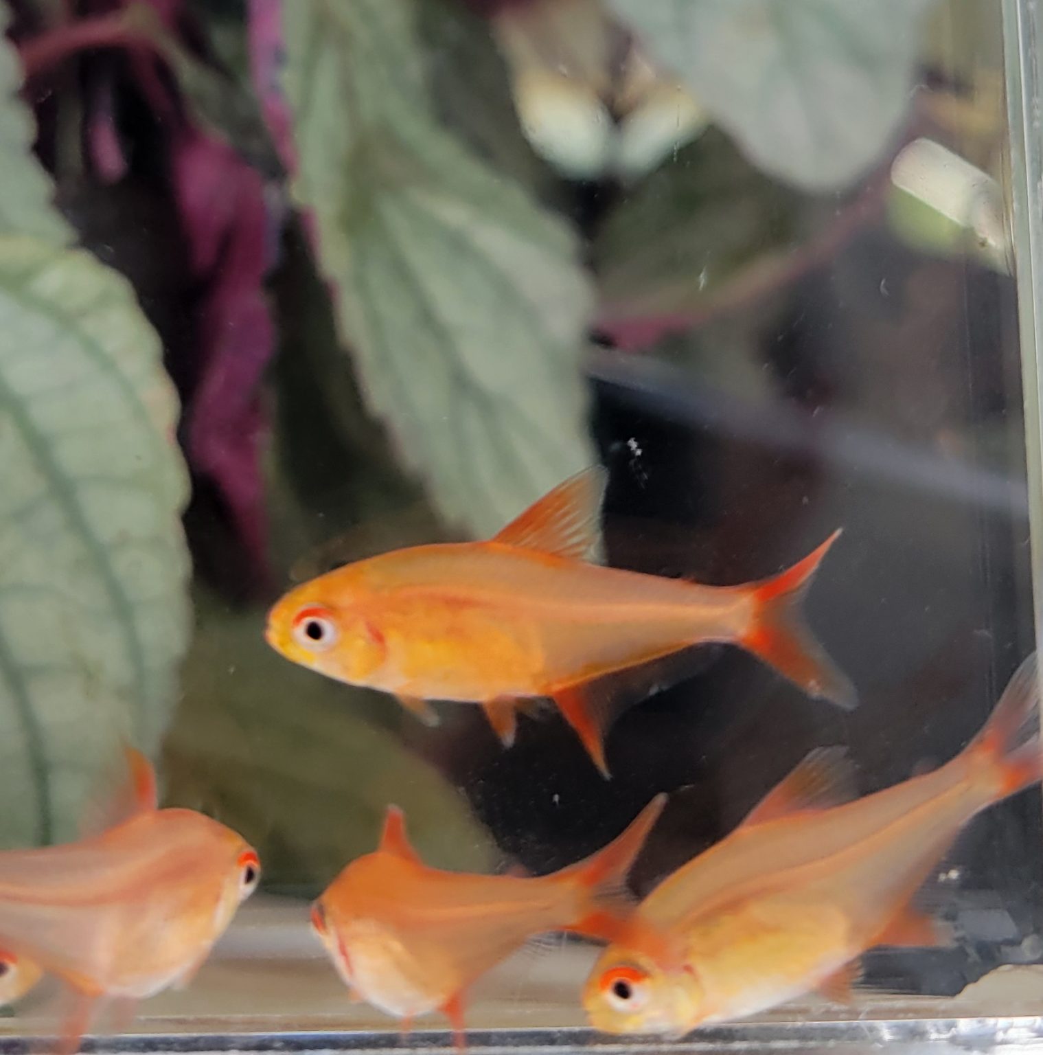 Red Cherry Tetra - Mato Grasso - Hyphessobrycon sp. MZUEL 17771 - Buy ...