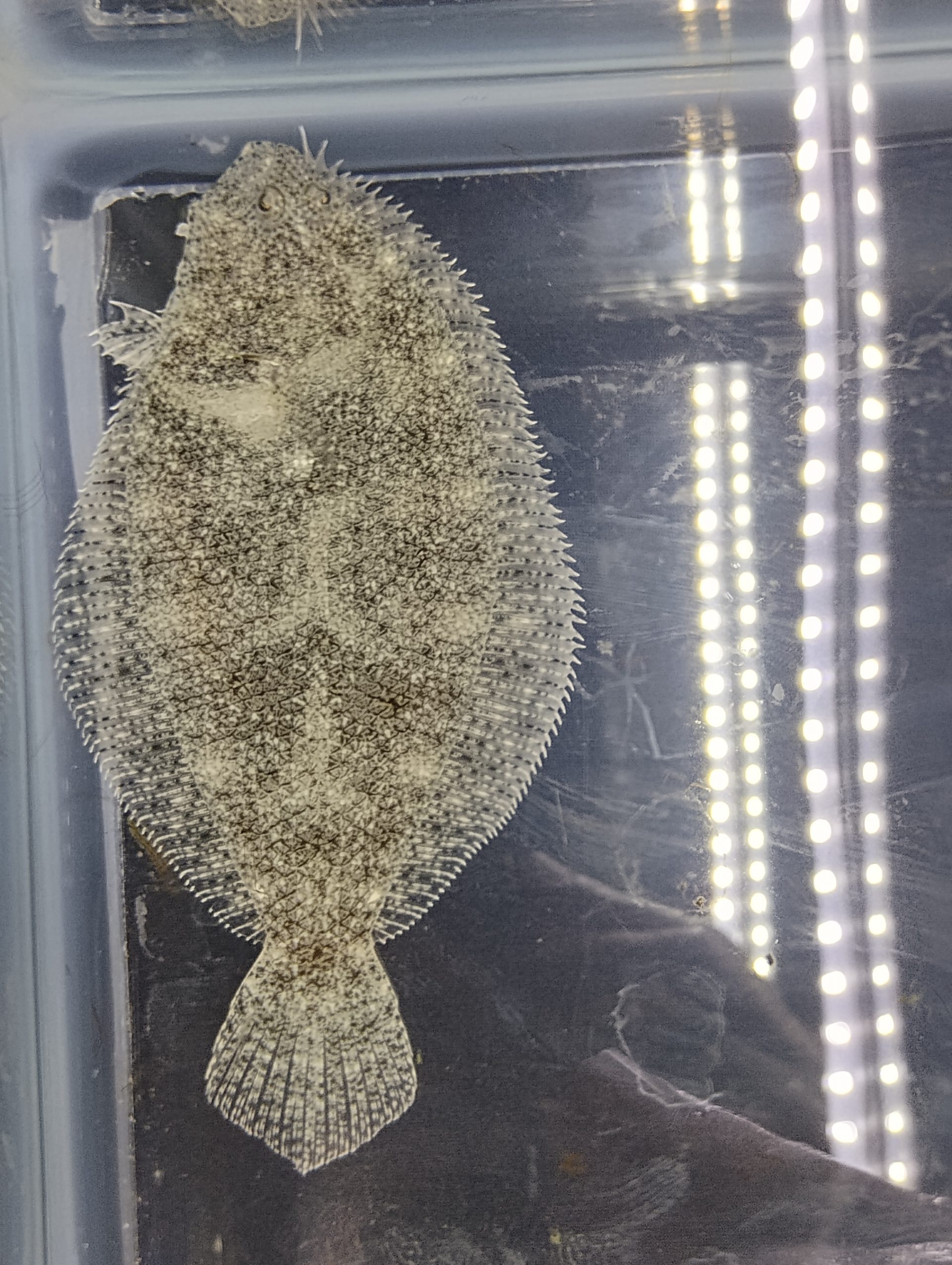Freshwater Flounder Fish — 4"+ (Achirus species) - Buy Live Fish online ...