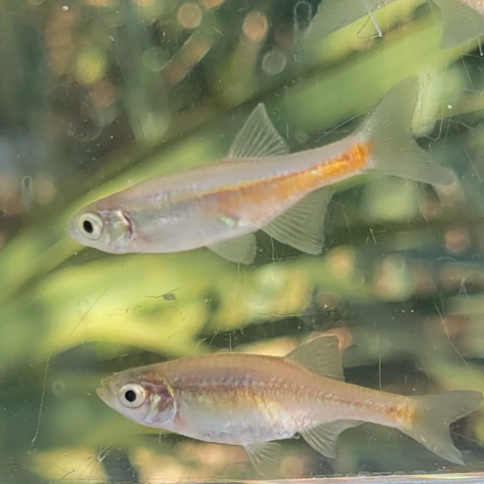 Danios & Minnows - Buy Live Fish online | Online Fish Store - Quinn's Fins