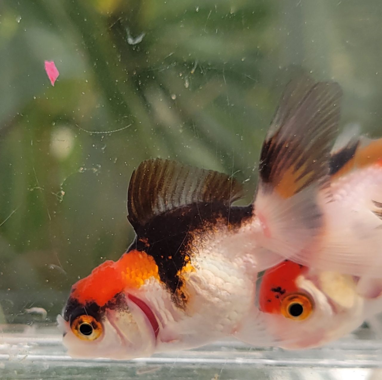 Tricolor Oranda Goldfish — Carassius auratus - Buy Live Fish online ...