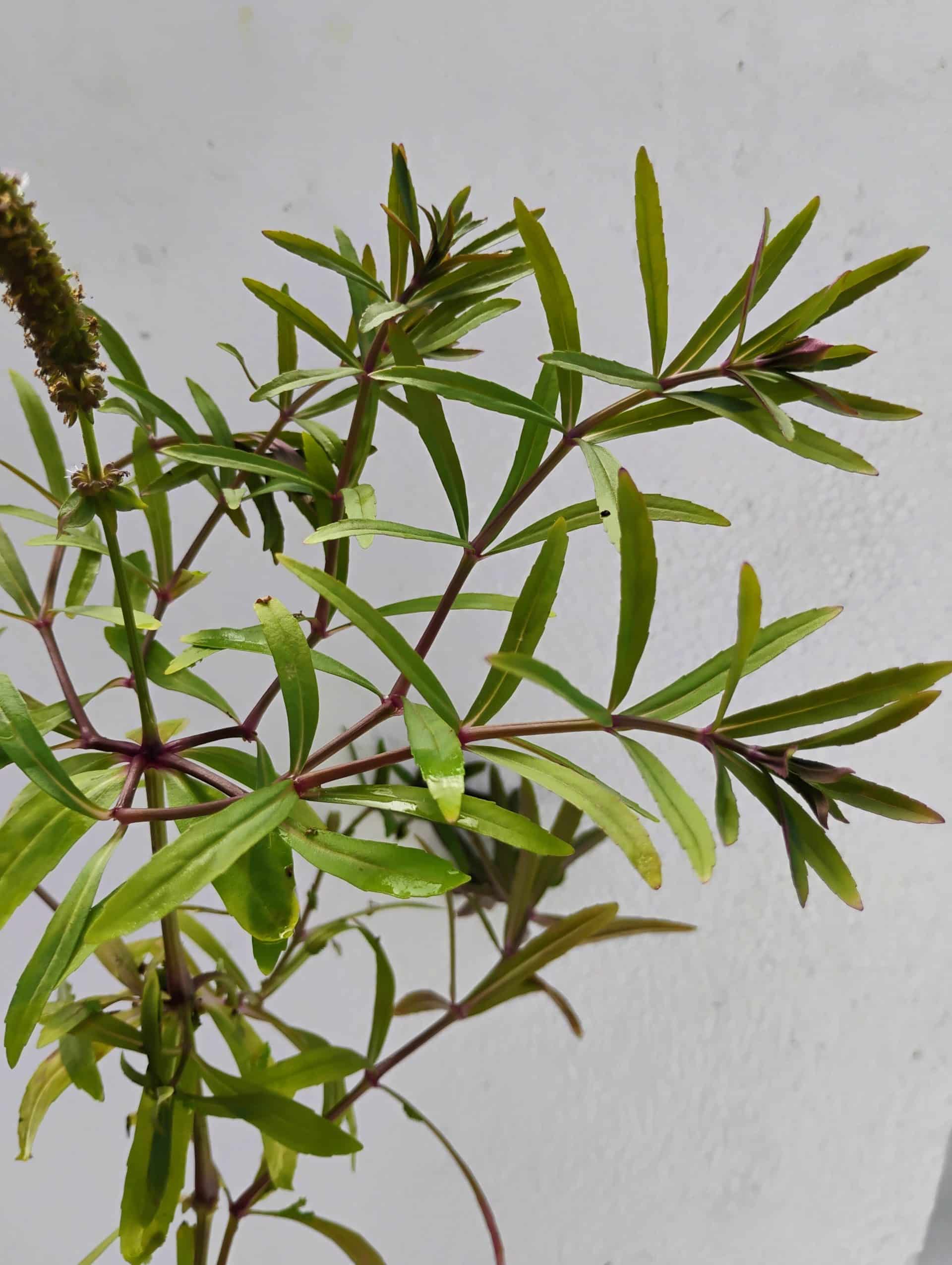 Pogostemon Stellatus 'Narrow Leaf' Plant - Buy Live Fish online ...