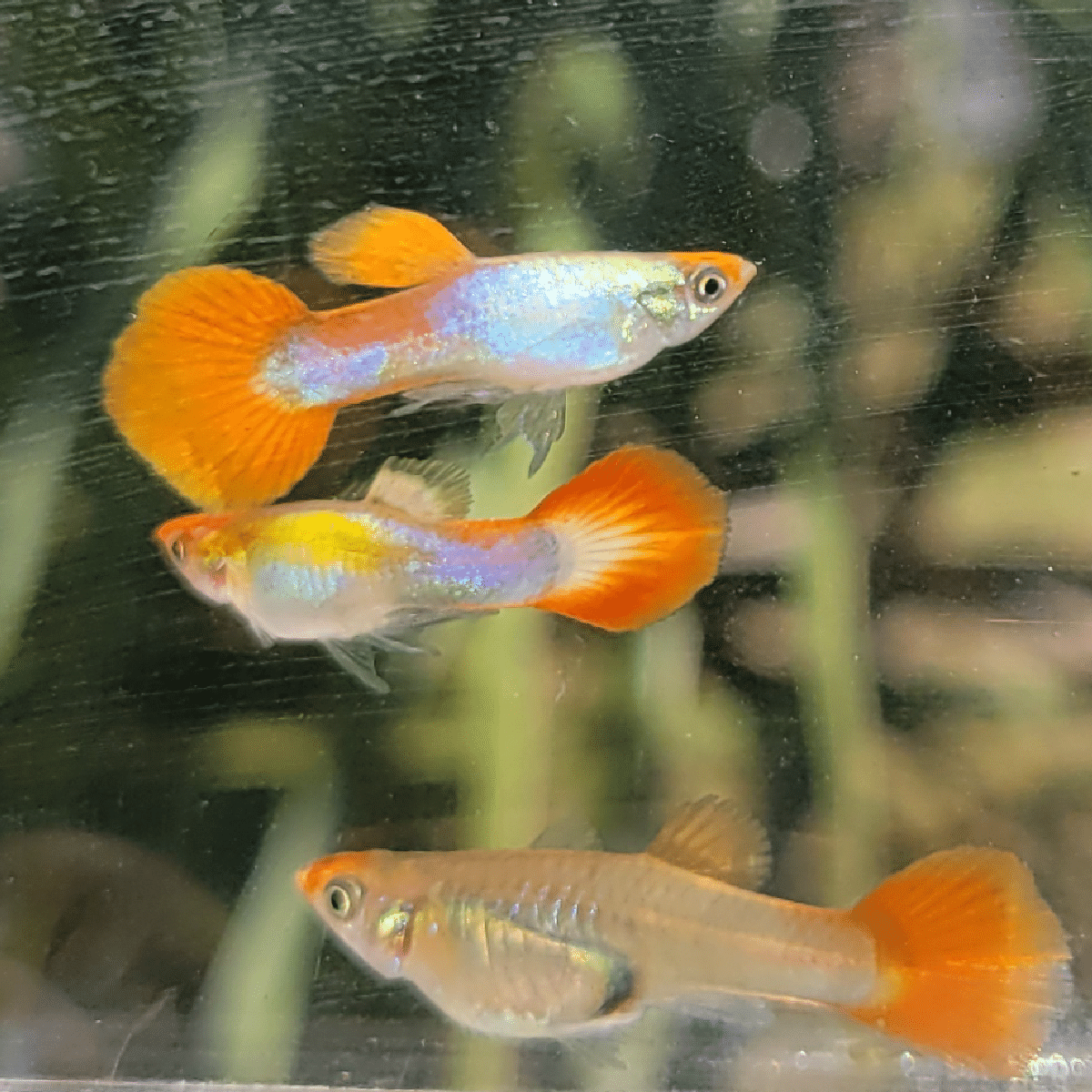 Koi Guppy Fish