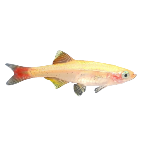 24K White Cloud Mountain Minnow - Tanichthys albonubes - Buy Live Fish ...