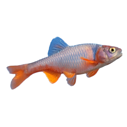 Rainbow Dace - Cyprinella lutrensis No Shipping to MD, NY, NC, VA, WI ...